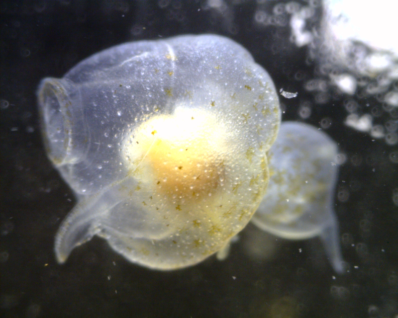 Pneumodermopsis canephora ヤサガタハダカカメガイ 부유생활하는 나각익족류-의 1종 : 네이버 블로그