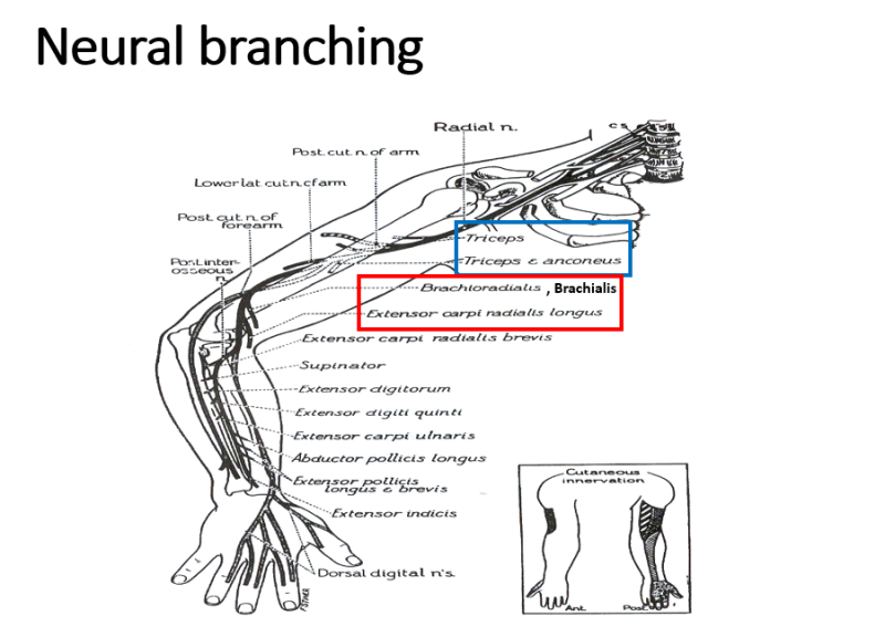 [근전도] 요골신경마비(radial neuropathy) 1 : 요골신경 해부 및 주행 : 네이버 블로그