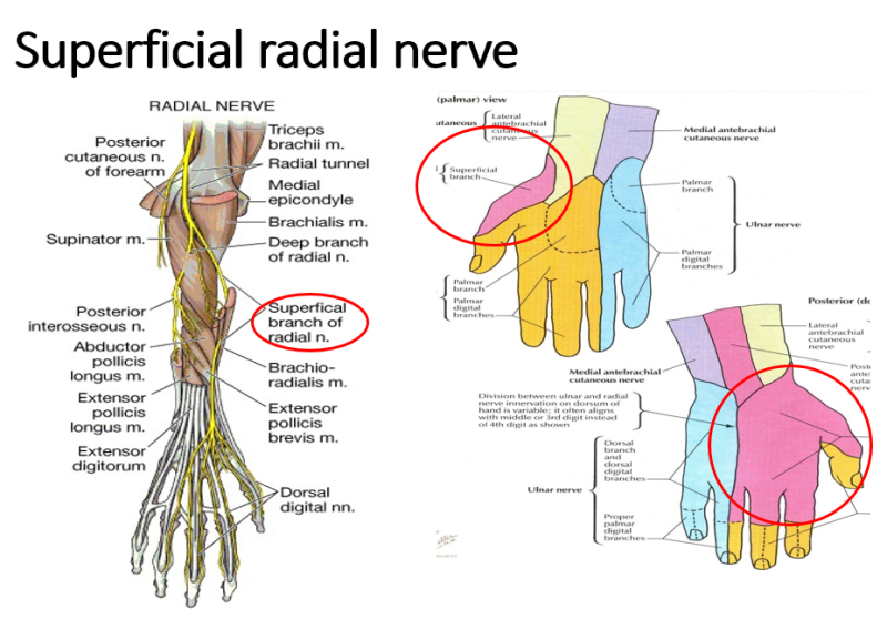 [근전도] 요골신경마비(radial neuropathy) 1 : 요골신경 해부 및 주행 : 네이버 블로그