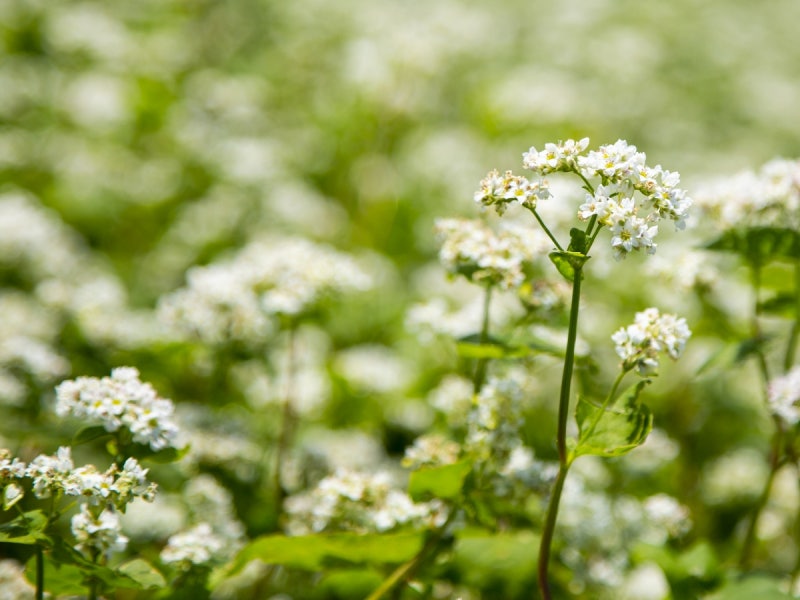 메밀꽃 피는시기, 메밀꽃 꽃말 전설과 특징 총정리! : 네이버 블로그