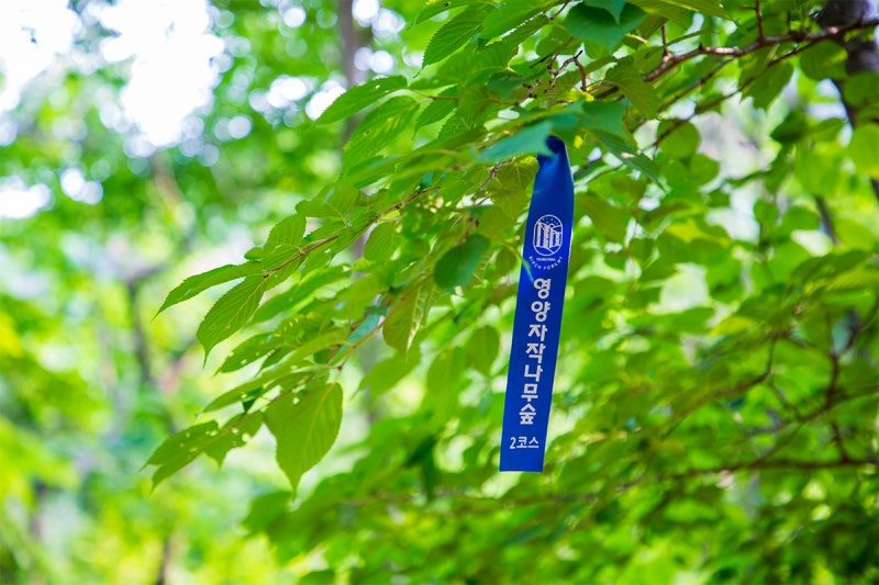 경북 영양 가볼만한곳 자작나무숲 영양 자작나무 숲길 : 네이버 블로그