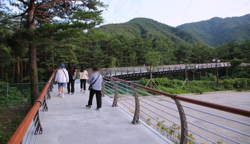 속초 설악향기로 속초 걷고싶은길 스카이워크 출렁다리 네이버 블로그