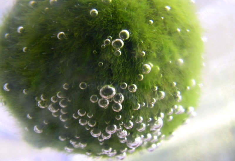 마리모의 모든 것: 신비로운 수중 식물의 매력과 관리 팁 총정리 : 네이버 블로그