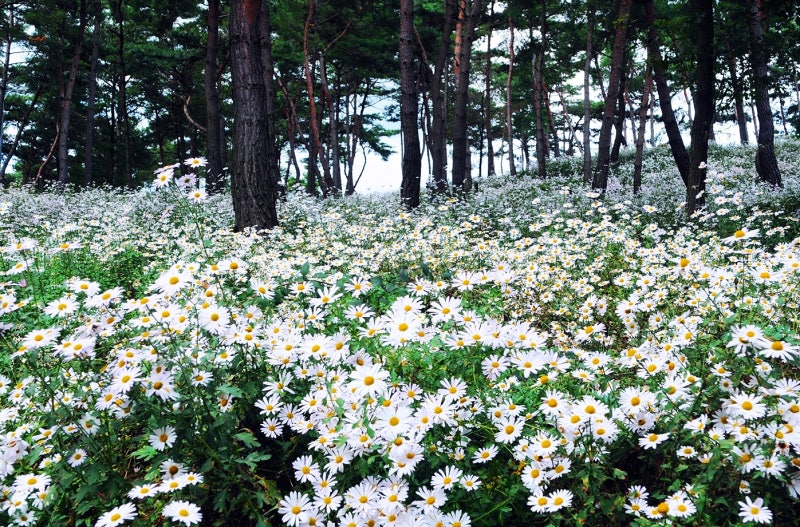 전북 갈만한곳 정읍 구절초 지방정원 꽃구경 가기 좋은곳 네이버 블로그