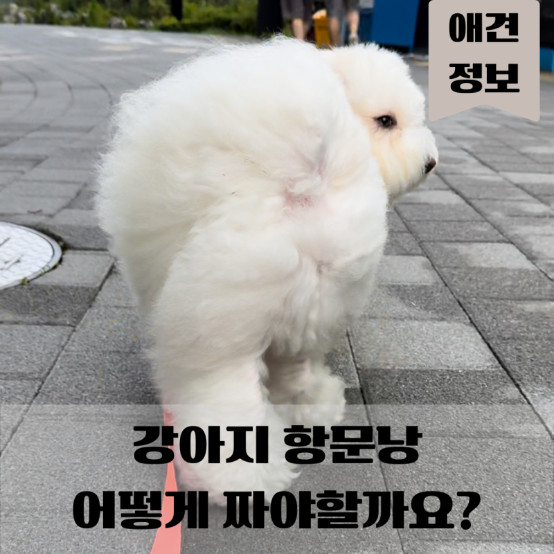 강아지 올바른 항문낭 짜기로 항문낭염 항문낭 파열 예방 네이버 블로그