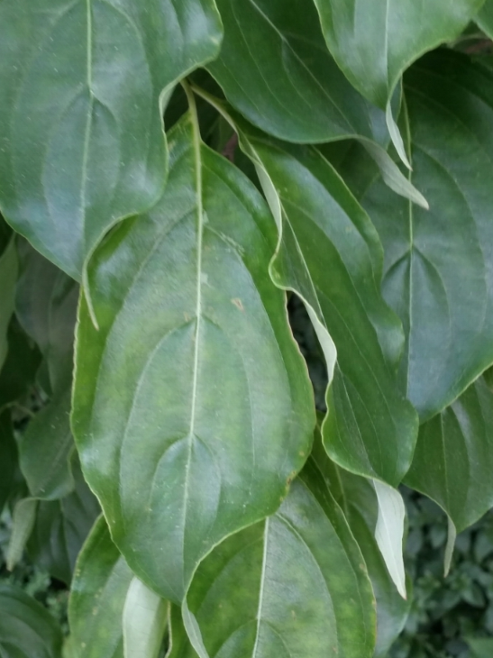 나뭇잎 모양, 구조, 잎차례와 특징 : 네이버 블로그