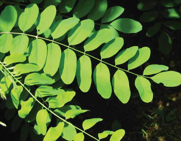 나뭇잎 모양, 구조, 잎차례와 특징 : 네이버 블로그