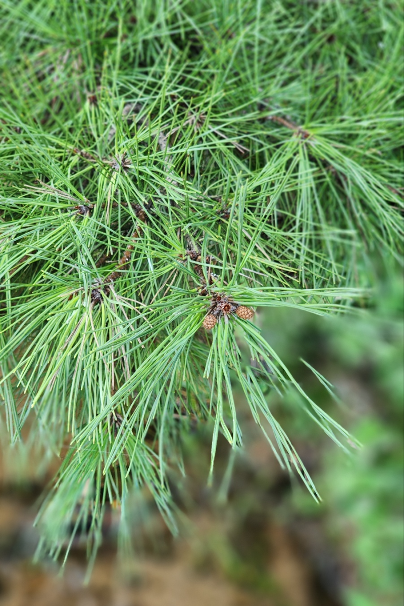 나뭇잎 모양, 구조, 잎차례와 특징 : 네이버 블로그