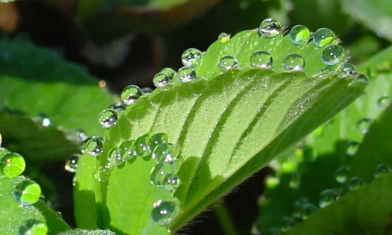 수목의 기본구조(세포, 조직, 기관) : 네이버 블로그