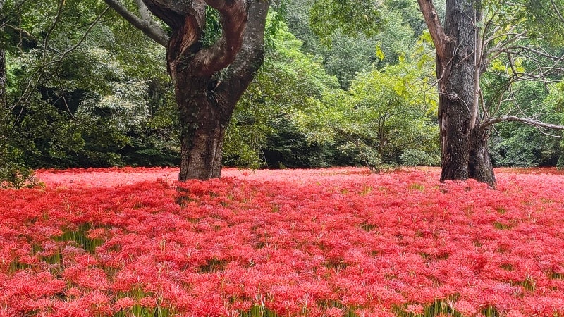 전북 고창 9월 가볼만한곳 · 선운사 꽃무릇 개화시기 입장료 · 상사화 선운산도립공원 트레킹 코스 네이버 블로그
