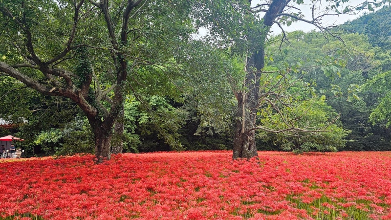 전북 고창 9월 가볼만한곳 · 선운사 꽃무릇 개화시기 입장료 · 상사화 선운산도립공원 트레킹 코스 네이버 블로그
