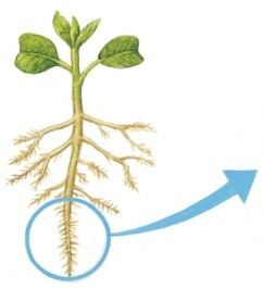 수목의 기관(뿌리) : 네이버 블로그