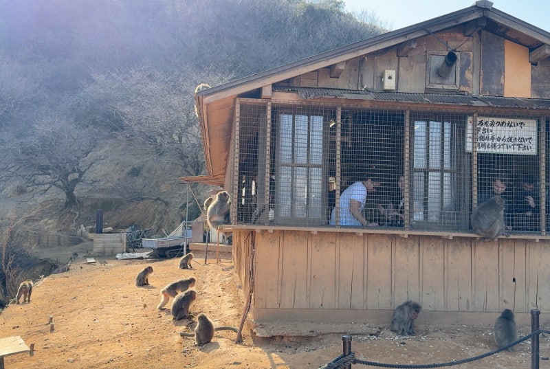 일본 교토 아라시야마 원숭이 공원 이와타야마 방문기 네이버 블로그