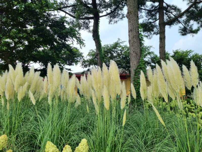 송당제주동화마을 유럽 수국 명소 9월 제주도 구좌읍 가볼만한 곳 네이버 블로그