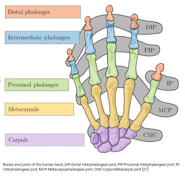 근골격계 손목 의학용어/약어 (DP, MP, PP, RADIUS, ULNA, MC, CARPAL) : 네이버 블로그