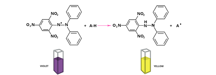 항산화 실험: DPPH와 FRAP Assay로 알아보는 활성산소 제거와 환원력 측정 (예비 보고서) : 네이버 블로그