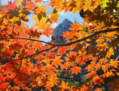 가을 영어로? fall vs autumn 차이는? : 네이버 블로그