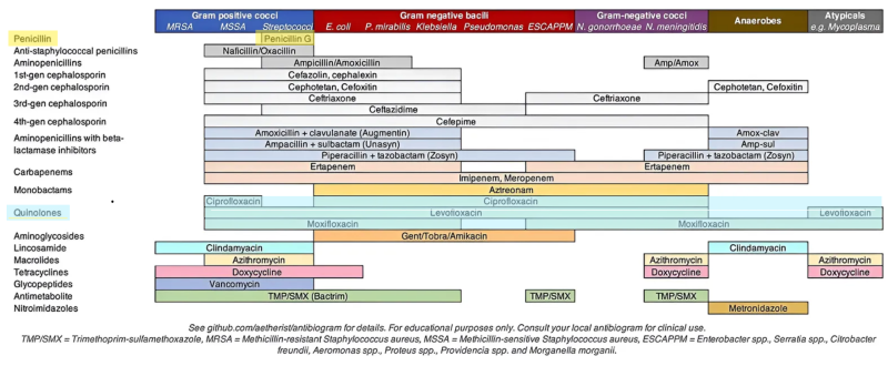 01 항생제 특강: 항균활성 범위.경험적 항생제 요법 : 네이버 블로그