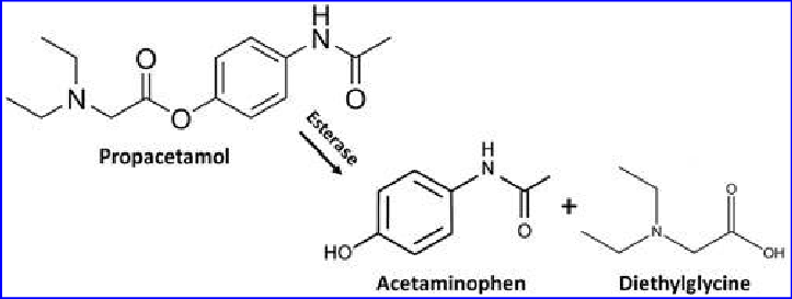Acetaminophen, denogan 투약 시 저혈압이 생기는 이유와 투약 주의법 : 네이버 블로그