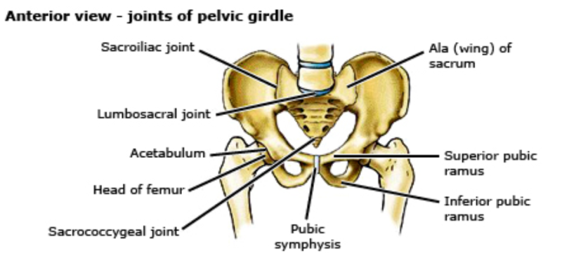 Minor pelvic fractures (경미한 골반 골절), Pubic ramus Fracture. : 네이버 블로그