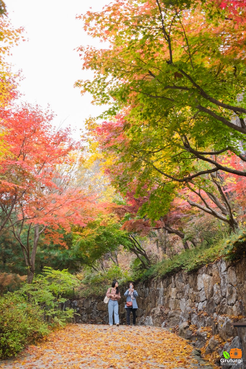 경기도 광주 곤지암 화담숲 모노레일 예약 정보 네이버 블로그