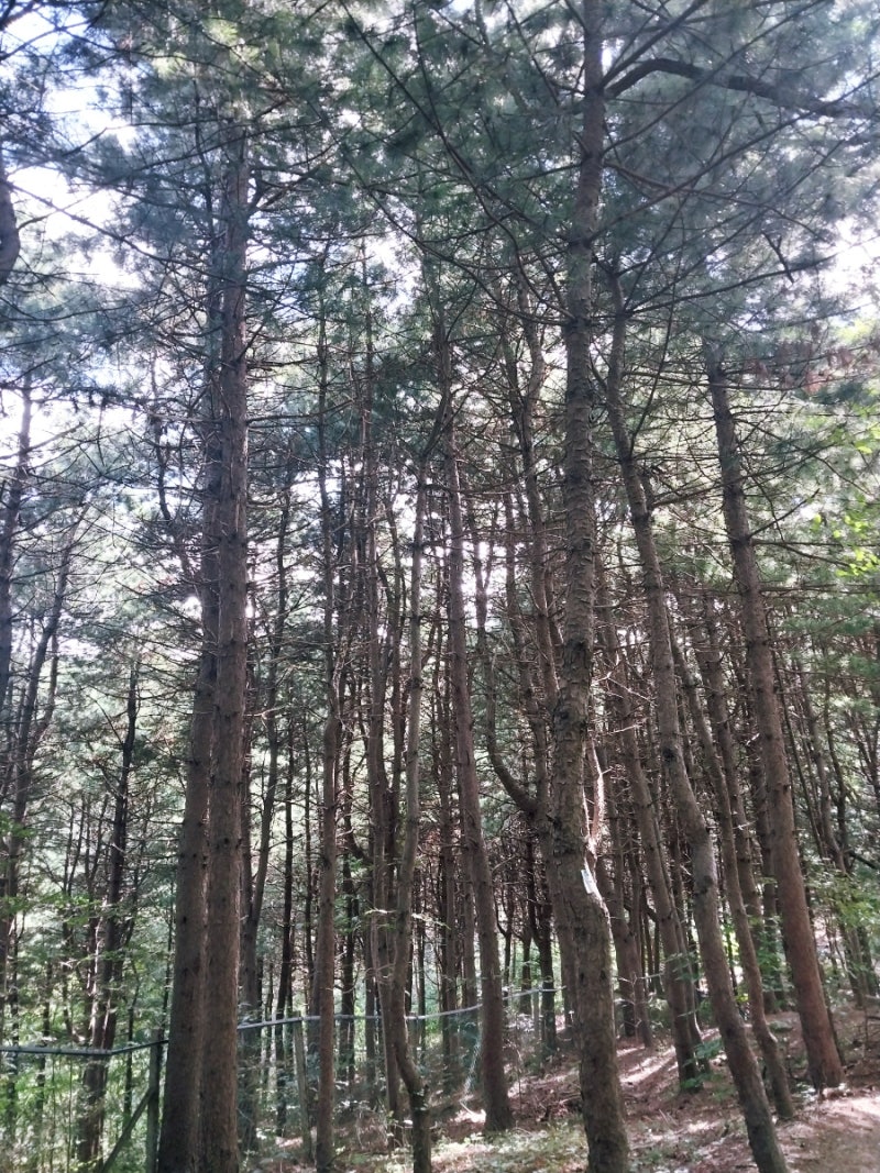 초보 가을등산 추천 우면산 등산코스부터 전망대 무장애숲길까지 네이버 블로그
