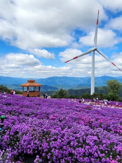거창 가볼만한곳 감악산 아스타국화 축제 (실시간 개화상황, 주차, 셔틀버스) : 네이버 블로그