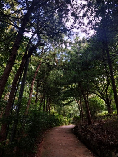 초보 가을등산 추천 우면산 등산코스부터 전망대 무장애숲길까지 네이버 블로그