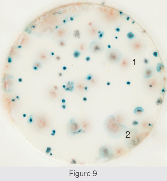 식품안전을 위한 3M™ Petrifilm™ NEOGEN® (네오젠)페트리필름 미생물 검사 방법 및 판독 완벽 가이드 일반세균부터 ...