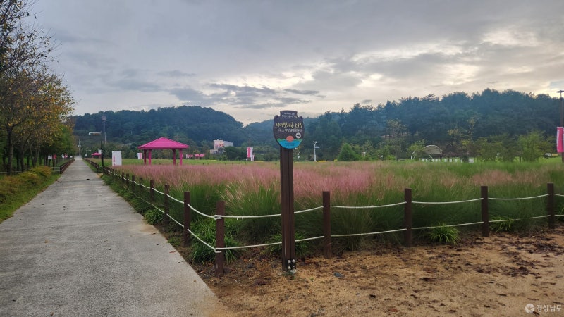 경남함안 가을 여행 함안 악양생태공원 가을꽃 경관단지 네이버 블로그