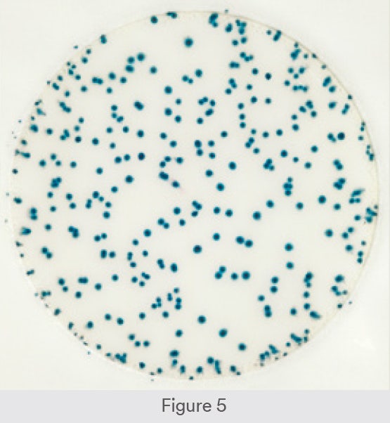 식품안전을 위한 3M™ Petrifilm™ NEOGEN® (네오젠)페트리필름 미생물 검사 방법 및 판독 완벽 가이드 일반세균부터 ...