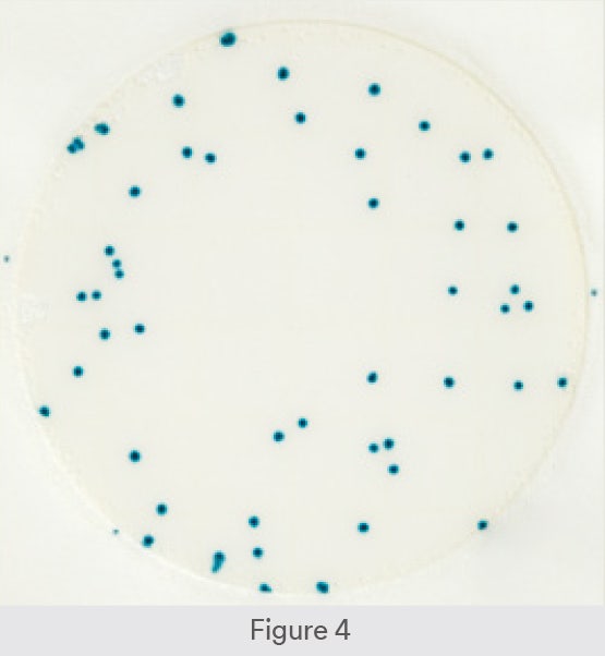 식품안전을 위한 3M™ Petrifilm™ NEOGEN® (네오젠)페트리필름 미생물 검사 방법 및 판독 완벽 가이드 일반세균부터 ...