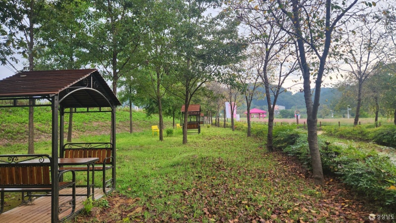 경남함안 가을 여행 함안 악양생태공원 가을꽃 경관단지 네이버 블로그
