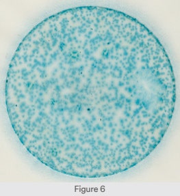 식품안전을 위한 3M™ Petrifilm™ NEOGEN® (네오젠)페트리필름 미생물 검사 방법 및 판독 완벽 가이드 일반세균부터 ...