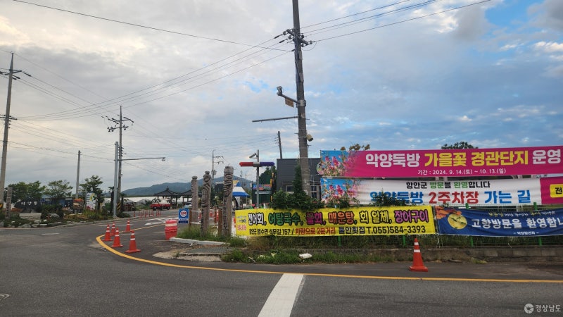 경남함안 가을 여행 함안 악양생태공원 가을꽃 경관단지 네이버 블로그