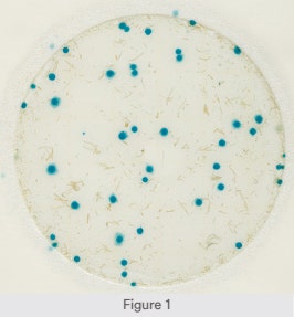 식품안전을 위한 3M™ Petrifilm™ NEOGEN® (네오젠)페트리필름 미생물 검사 방법 및 판독 완벽 가이드 일반세균부터 ...