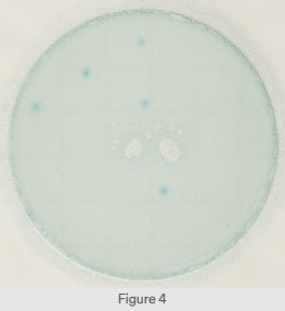 식품안전을 위한 3M™ Petrifilm™ NEOGEN® (네오젠)페트리필름 미생물 검사 방법 및 판독 완벽 가이드 일반세균부터 ...