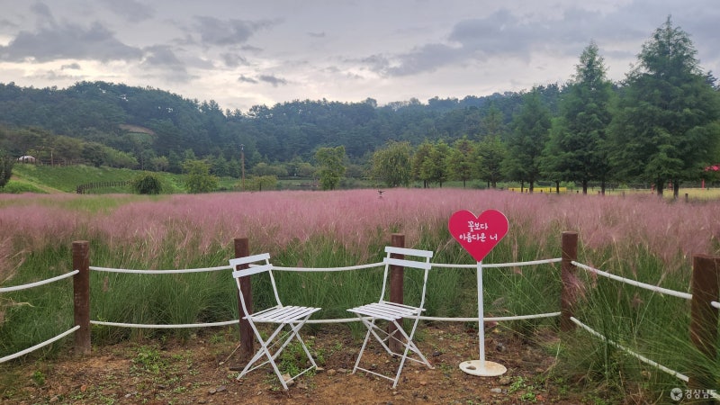 경남함안 가을 여행 함안 악양생태공원 가을꽃 경관단지 네이버 블로그