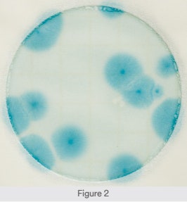 식품안전을 위한 3M™ Petrifilm™ NEOGEN® (네오젠)페트리필름 미생물 검사 방법 및 판독 완벽 가이드 일반세균부터 ...