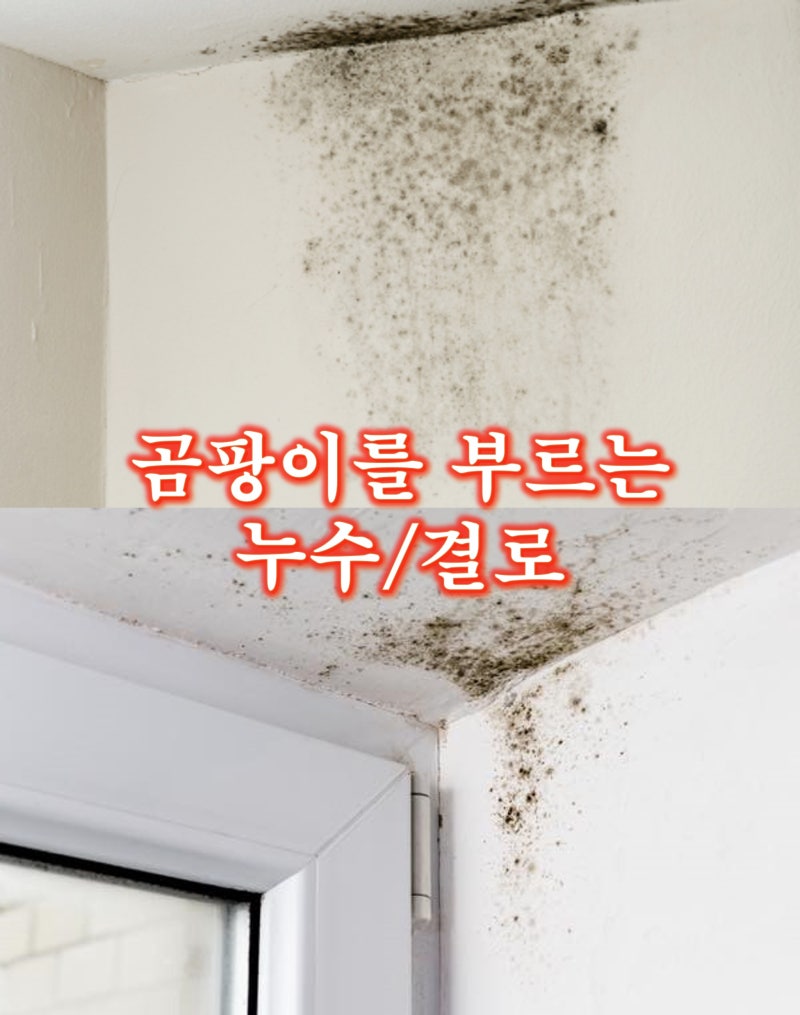 아파트 베란다 벽 천장이 물기로 축축~결로 누수 현장 경험으로 쓰는 베란다 누수 결로 구분하는 방법과 베란다 결로 곰팡이