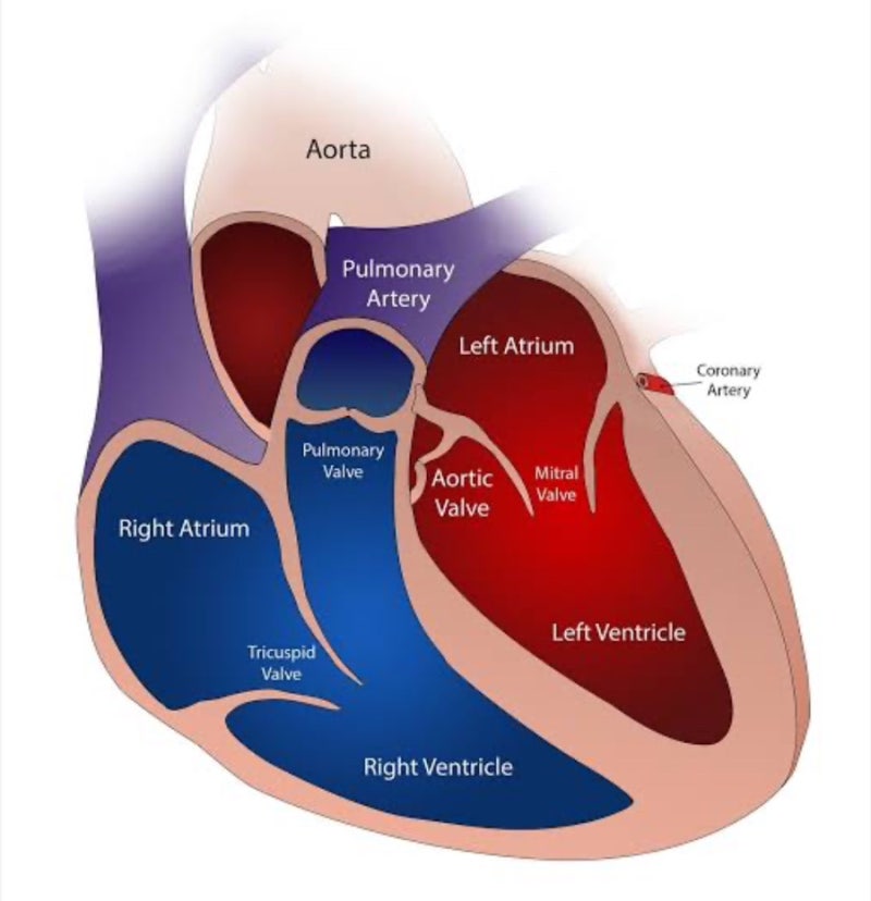 심장판막 수술 MVR (Mitral Valve Repair vs Replacement) : 네이버 블로그