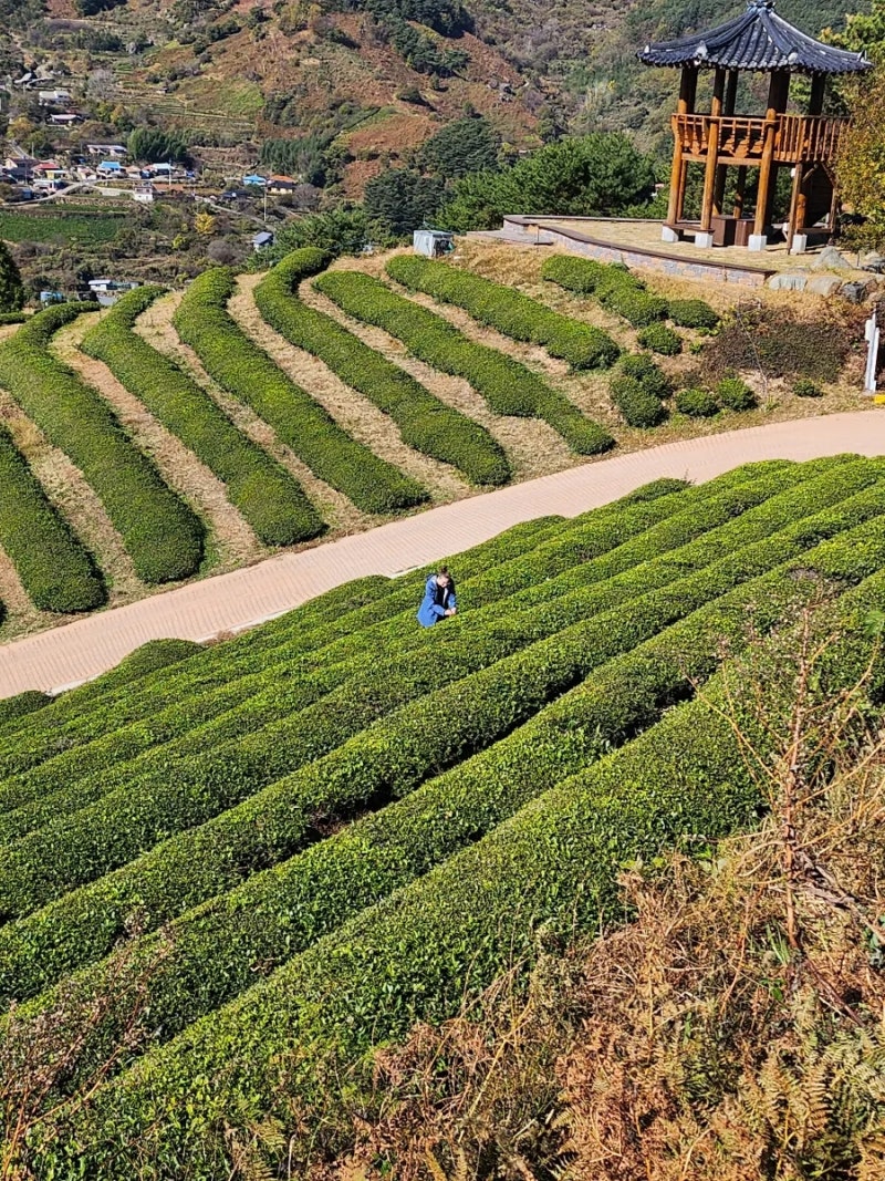 지리산 천년 차밭 길을 따라 정금 다원에서 일하는 유럽 미녀를 만나다 하동 여행 중 쌍계사를 떠나고 정금 차밭에서