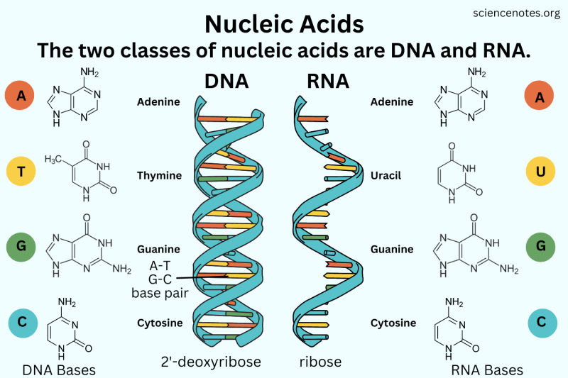 통합과학 생명체의 물질 구성 핵산의 구조와 특징dna와 Rna 네이버 블로그