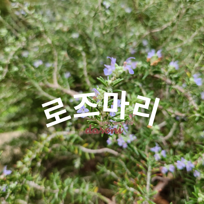 향기로운 허브 로즈마리 키우기 꽃말 번식 외목대 만들기 관리요령 활용 방법 허브의 종류 네이버 블로그