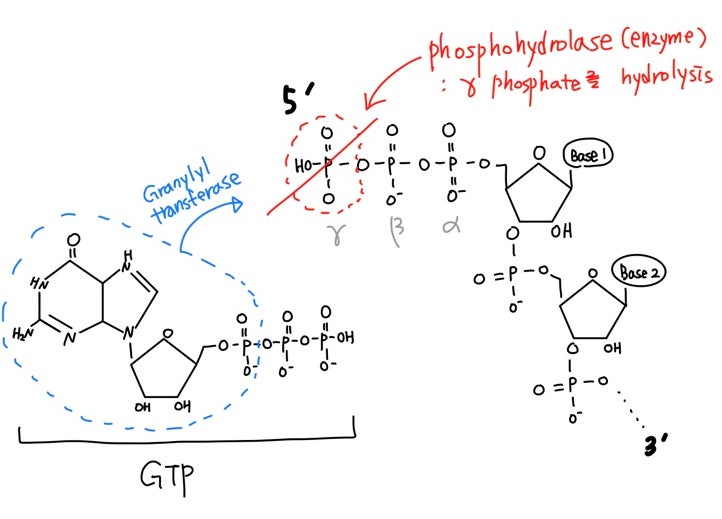 [molecular biology] 5' mRNA capping : 네이버 블로그