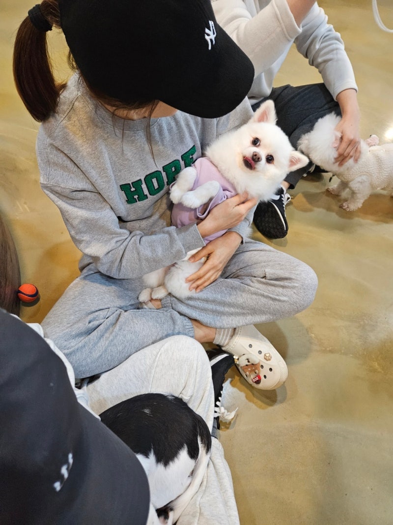 강동구 가볼만한곳으로 딱 좋은 포포앤미루 애견카페 네이버 블로그