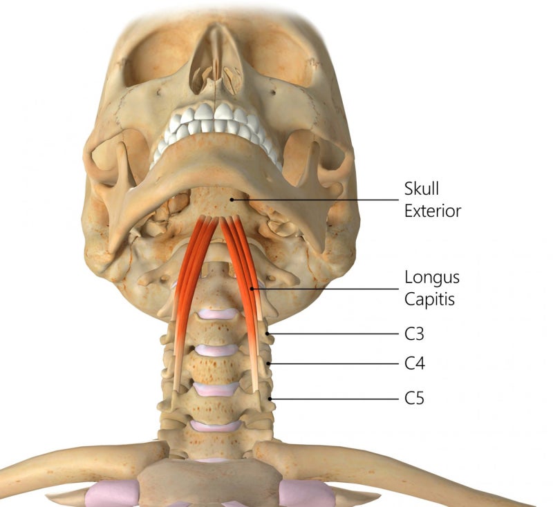 목의 근육 muscles of neck : 네이버 블로그