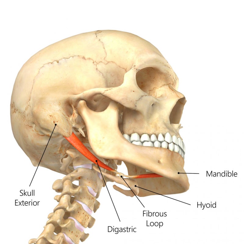 목의 근육 muscles of neck : 네이버 블로그