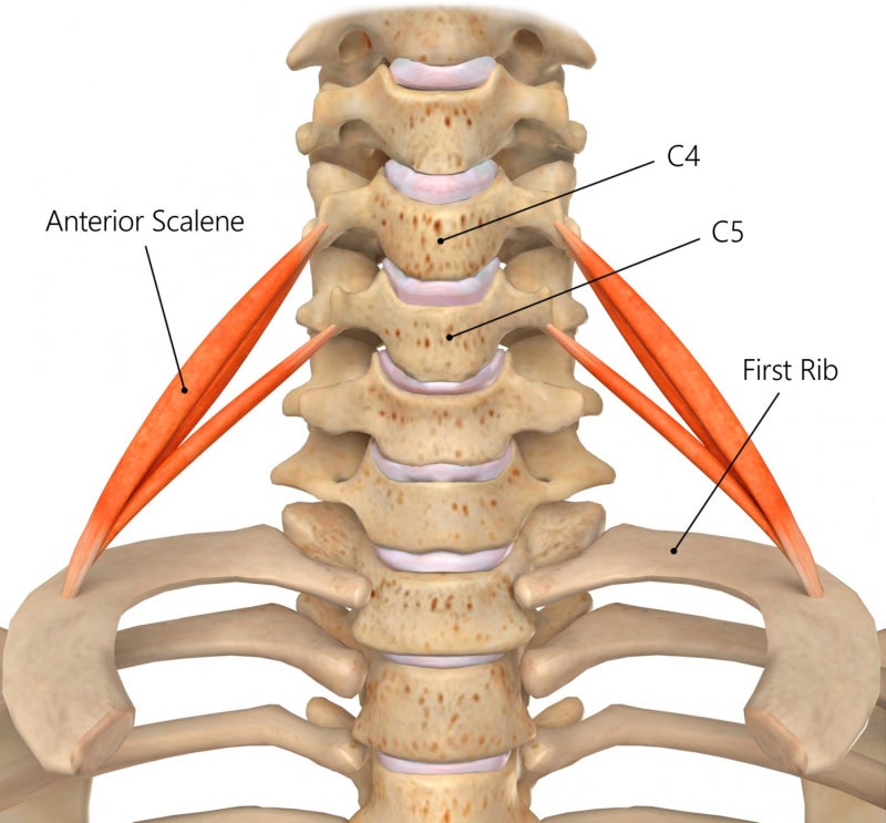 목의 근육 muscles of neck : 네이버 블로그
