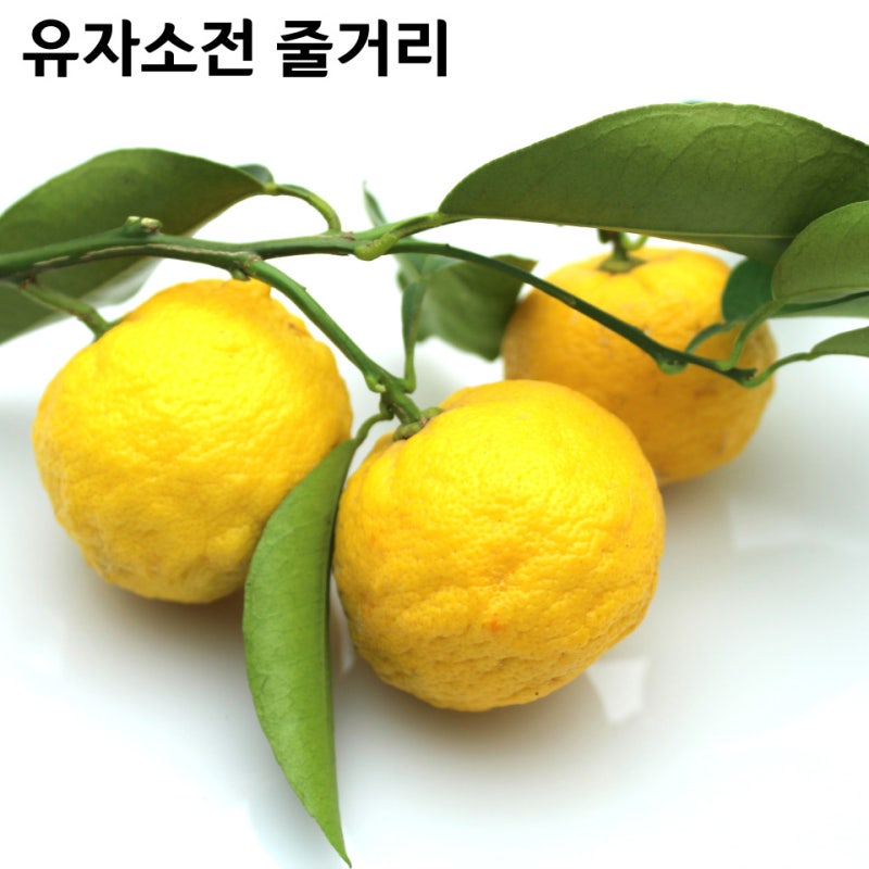 이문구 유자소전 핵심 요약정리ㅣ줄거리 해설 해석 작품 해체 분석 네이버 블로그